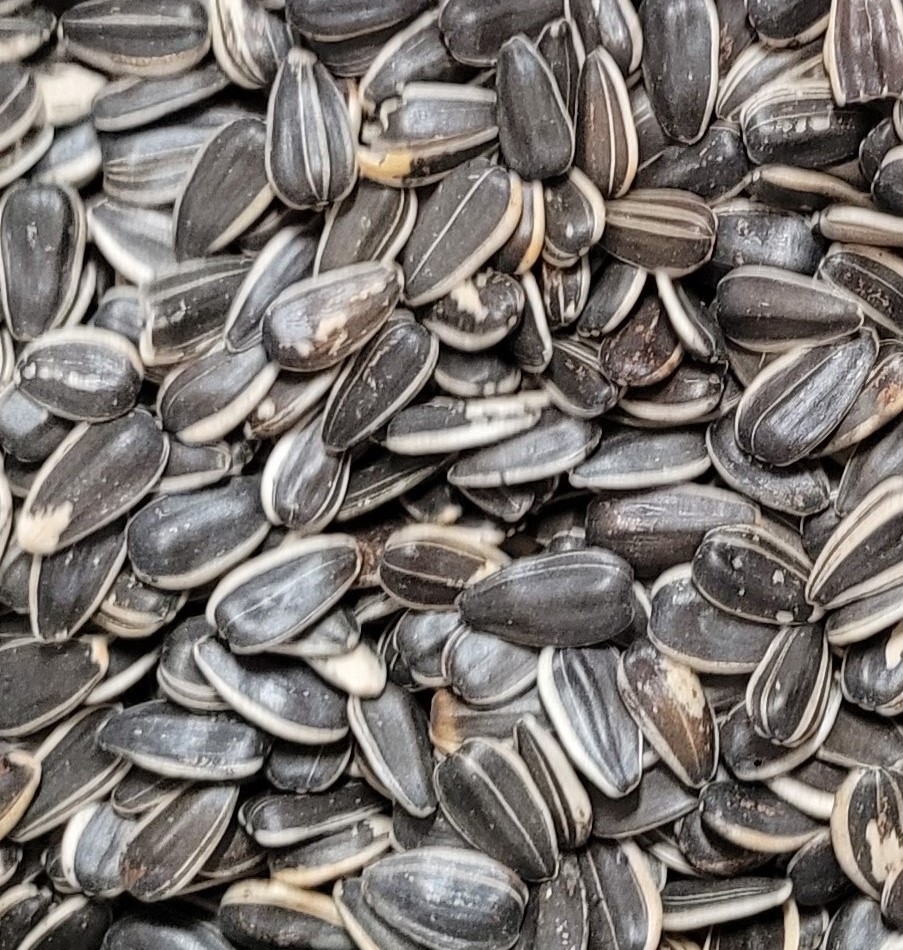 Oliger Seed Company – Domestic Bird Seed Products